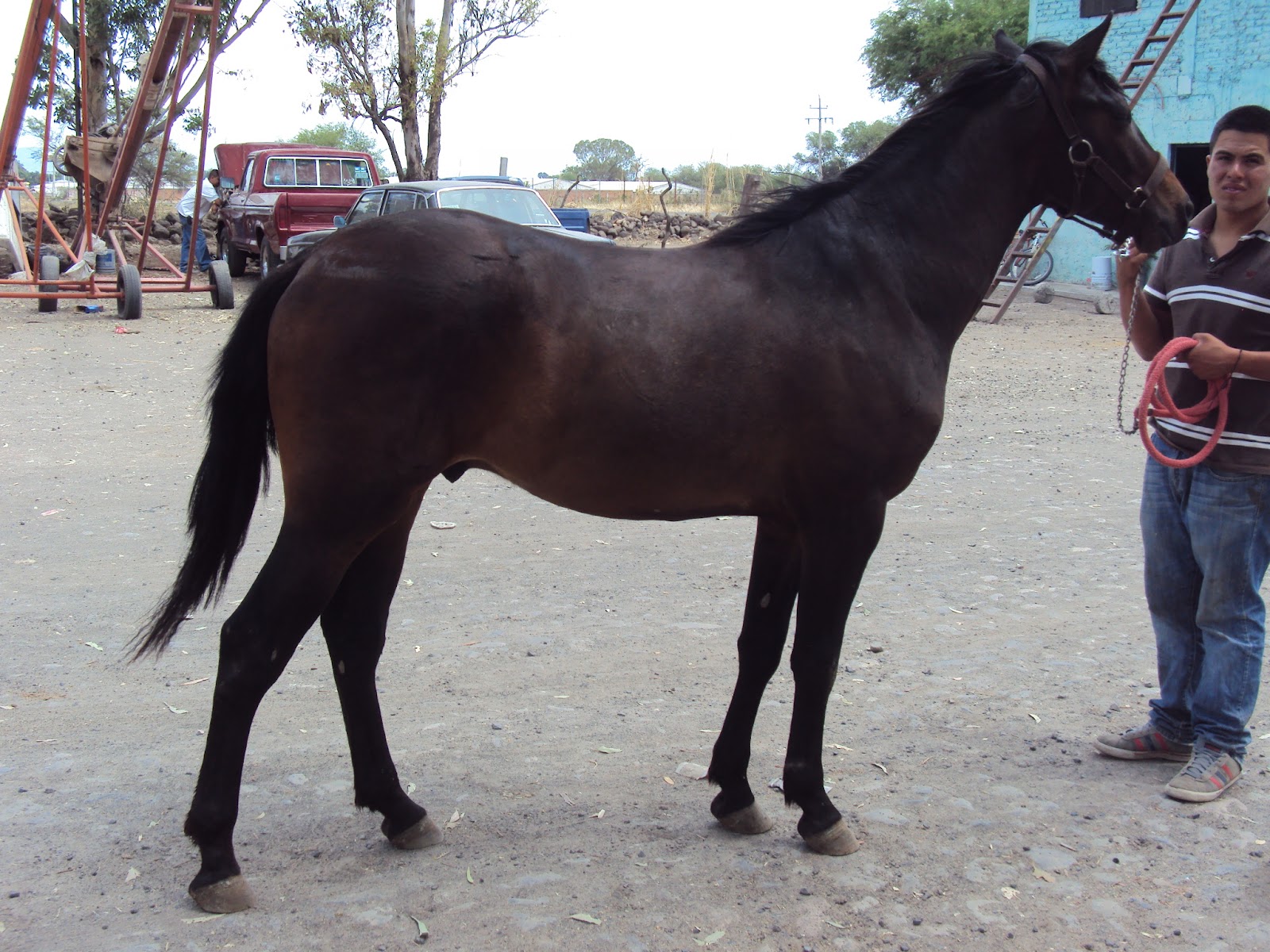 rancho mendoza: potrillo retinto