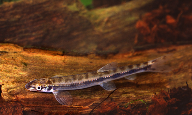 Artes de Pesca: ACTINOPTERYGII