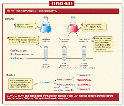 Knowledge Class: Unraveling DNA Replication through Meselson and Stahl ...