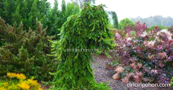 Cemara Norwegia, Jenis Cemara yang Sangat Mendunia - Ciriciripohon.com