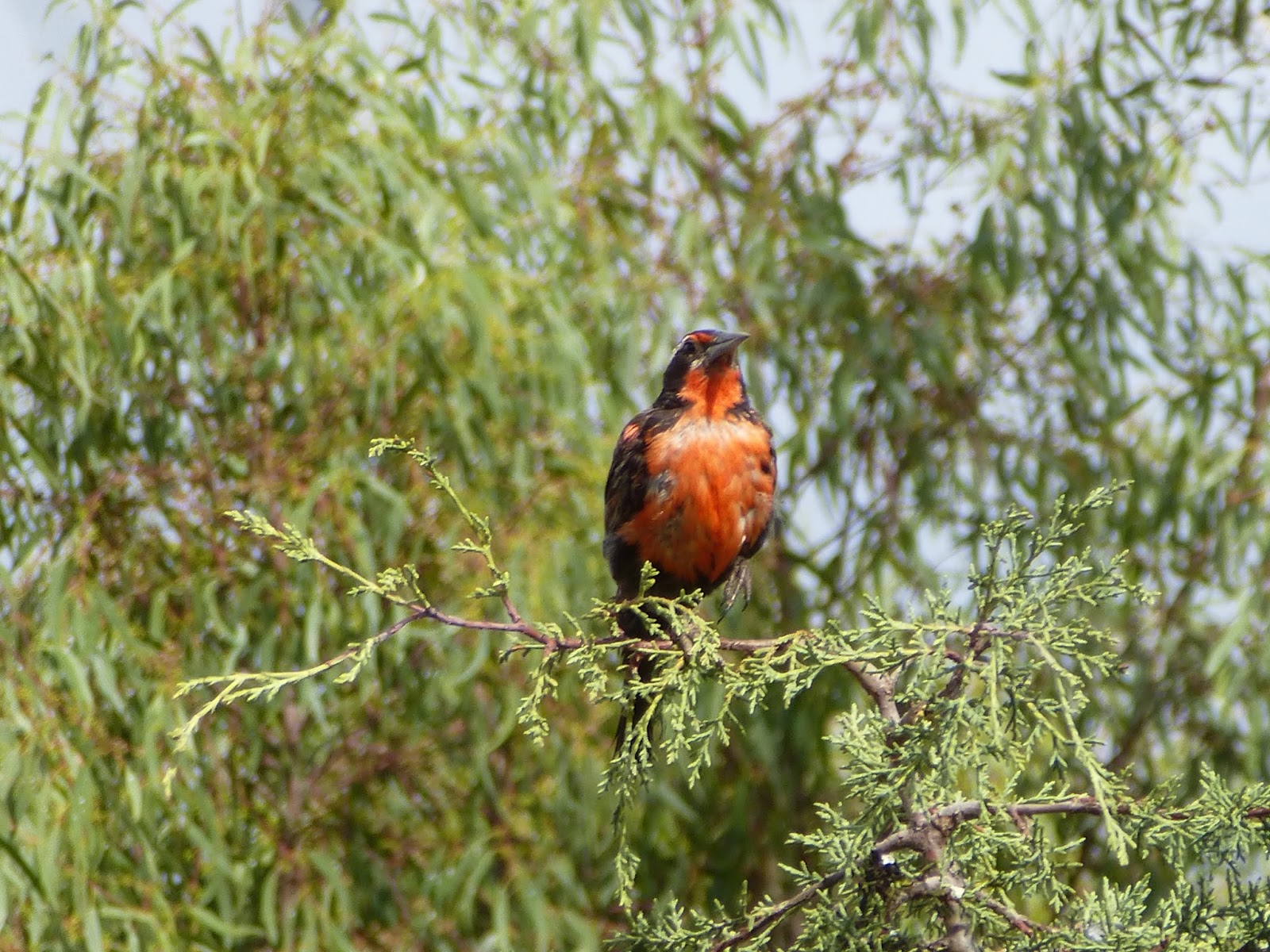 Fernando Ruz: La Loika, Graciela Huinao