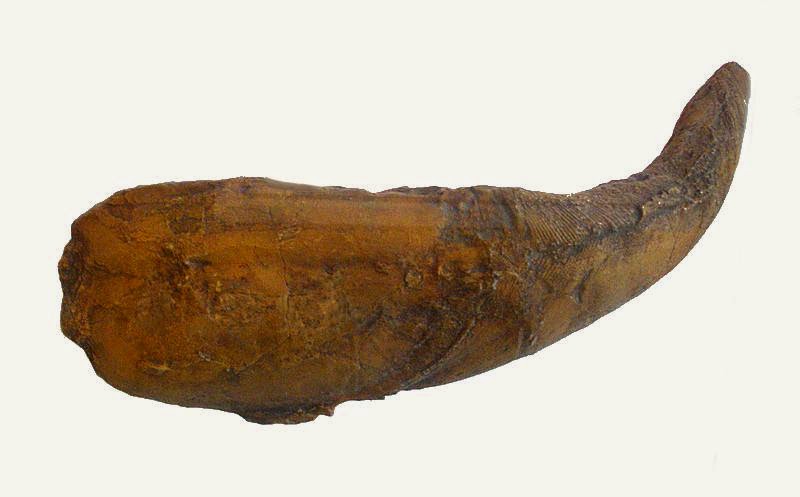 Paleoexhibit: Jawless armored fish from the Ordovician: the Arandaspids