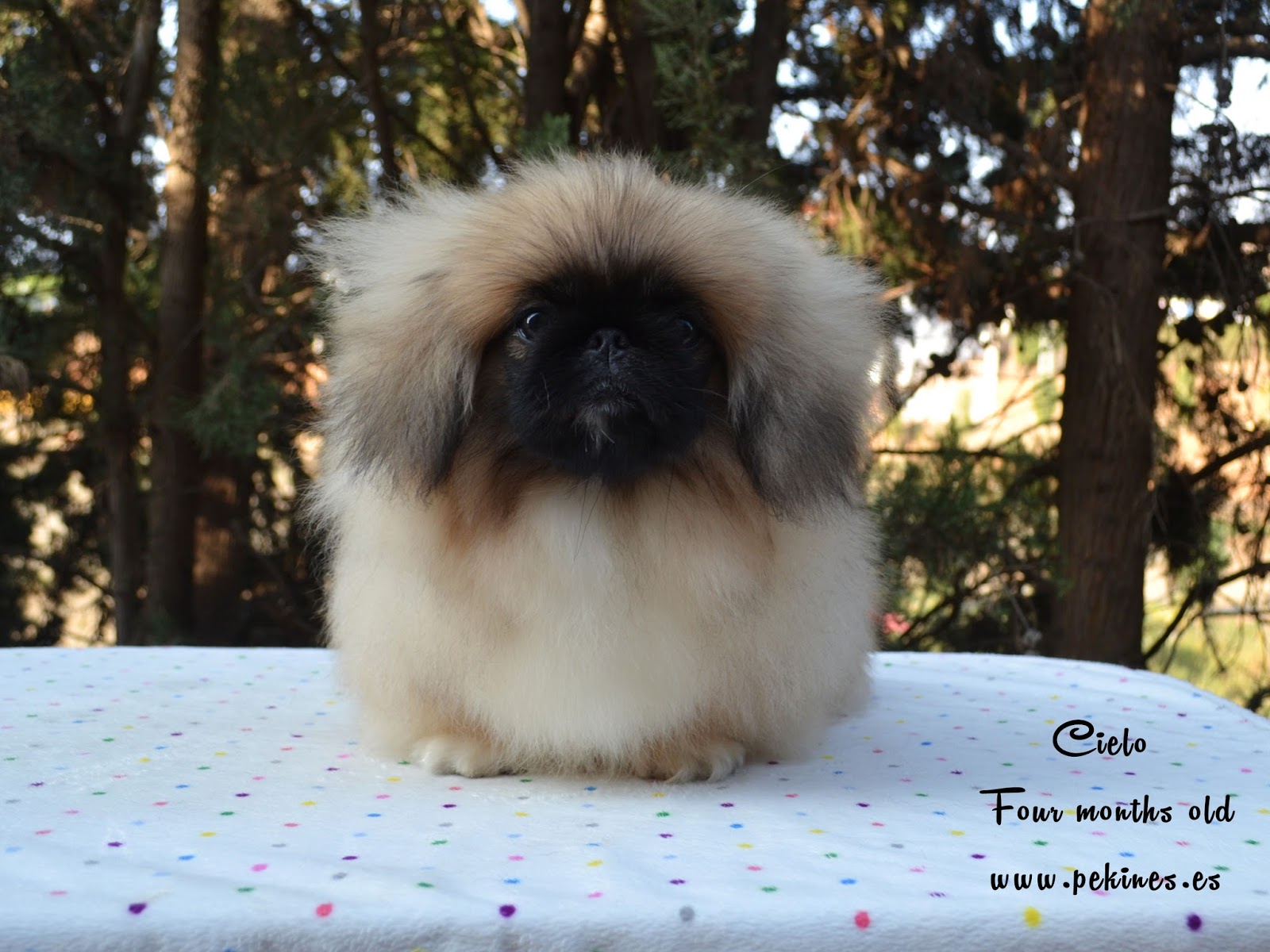 Cielo - Pekingese Puppy - Cachorro Pekinés - Lion Dance - Criadero de ...