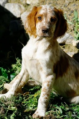 caza con perro: cruce de cocker y breton