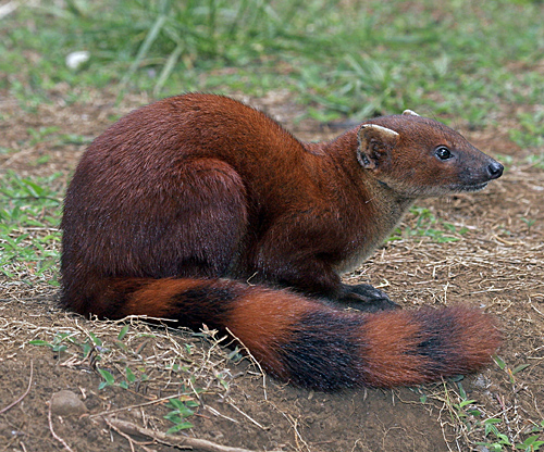 Abe's Animals: Ring tailed mongoose pictures