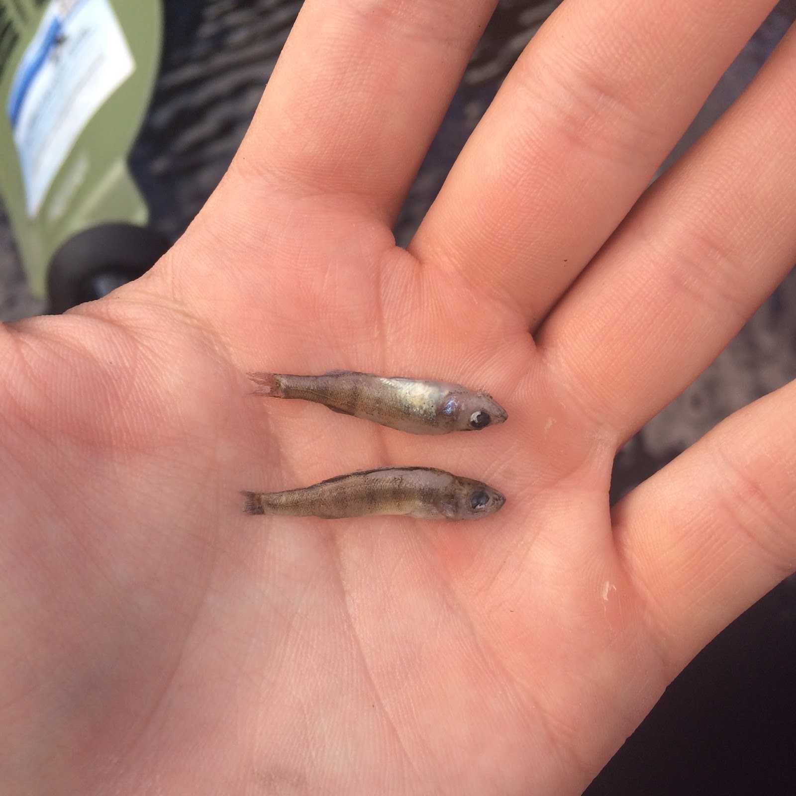 Toad Lake Fishing - fising mania