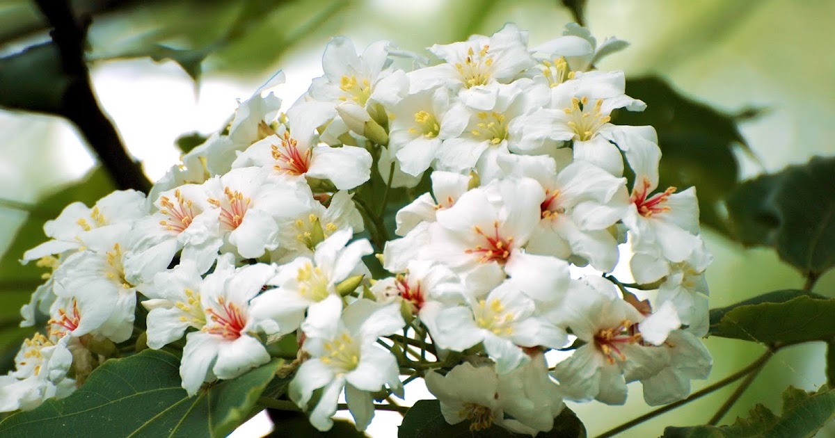 Tammany Family: Tung Oil Industry's Headstart