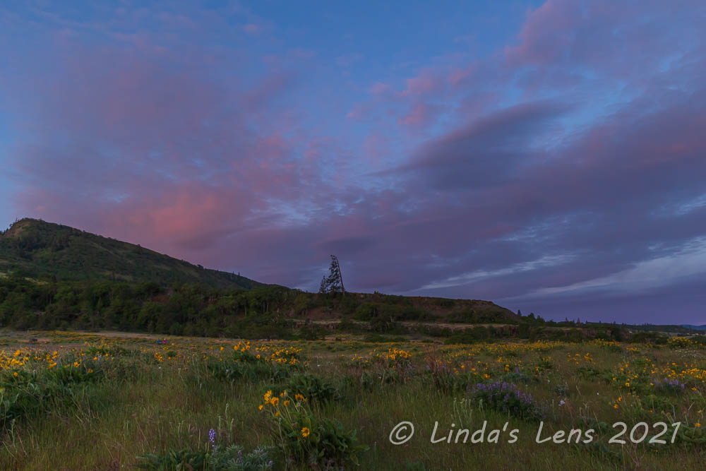 Linda's Lens: Glorious Morning on Tom McCall Point