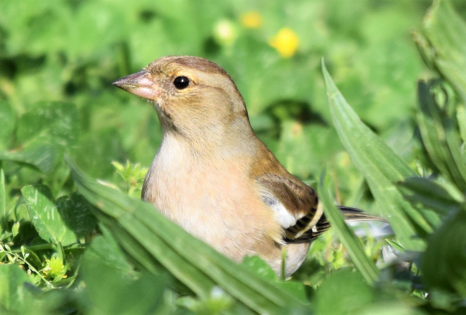Imagens da vida animal: Tentilhão-comum (Fringilla coelebs)