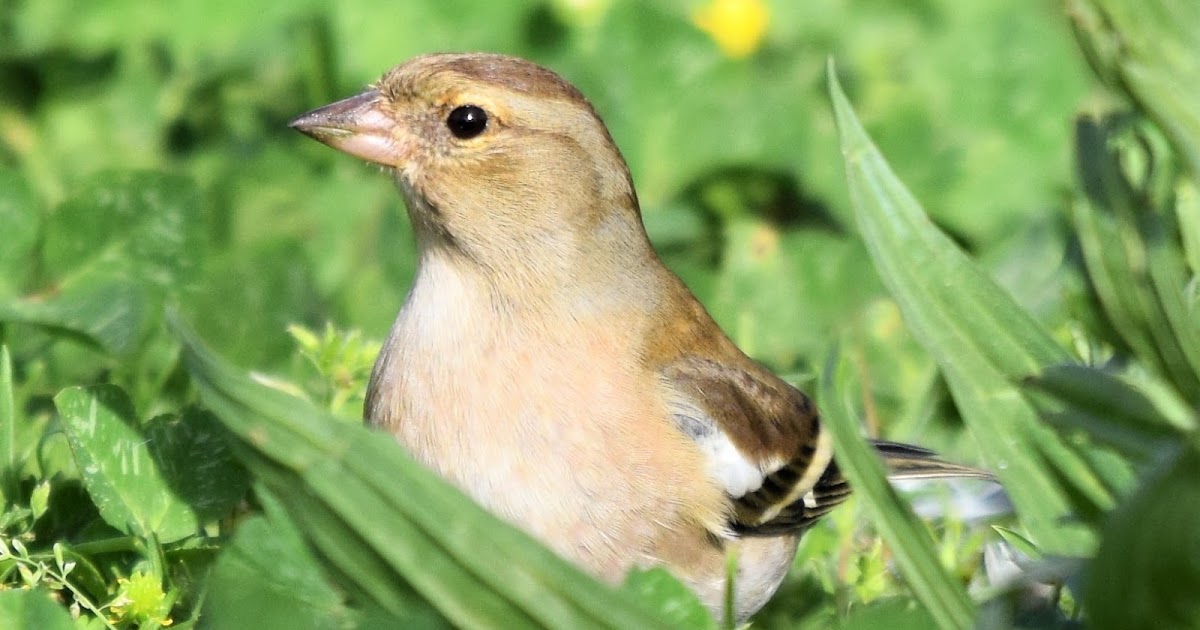 Imagens da vida animal: Tentilhão-comum (Fringilla coelebs)