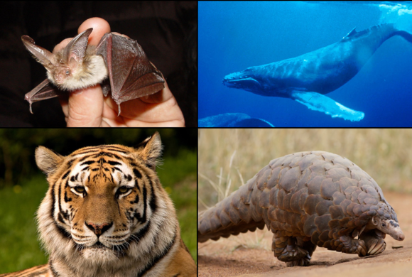 Synapsida: 500th Synapsida