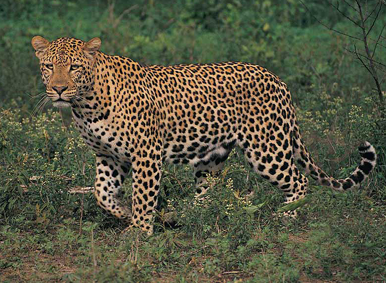 Szextant Blog "https://szextant.blogspot.com"