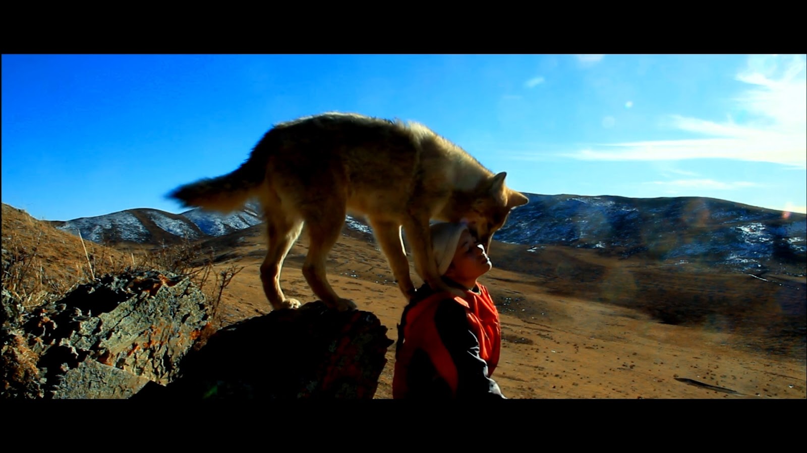 Μπάμπης Δερμιτζάκης: Yi Feng, Return to the wolves (重返狼群 2017)