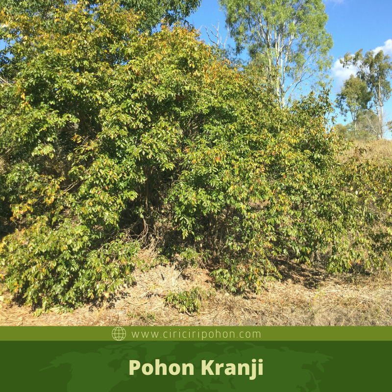 Ciri Ciri Pohon Kranji (Millettia pinnata) Di Alam Liar - Ciriciripohon.com