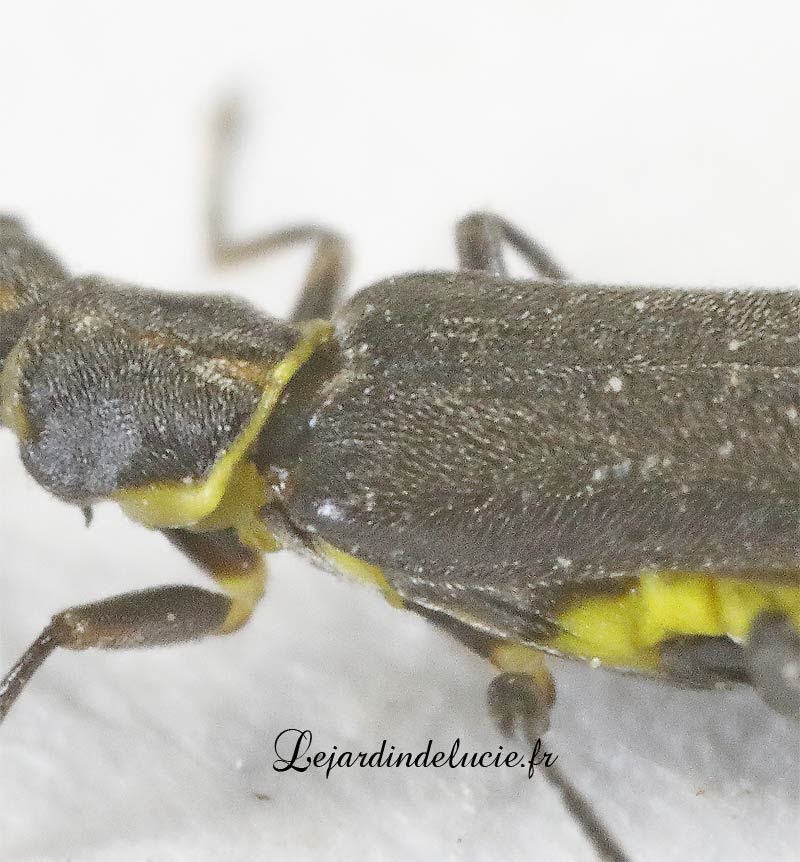 Malthinus scriptus, petit coléoptère de la famille des Cantharides.