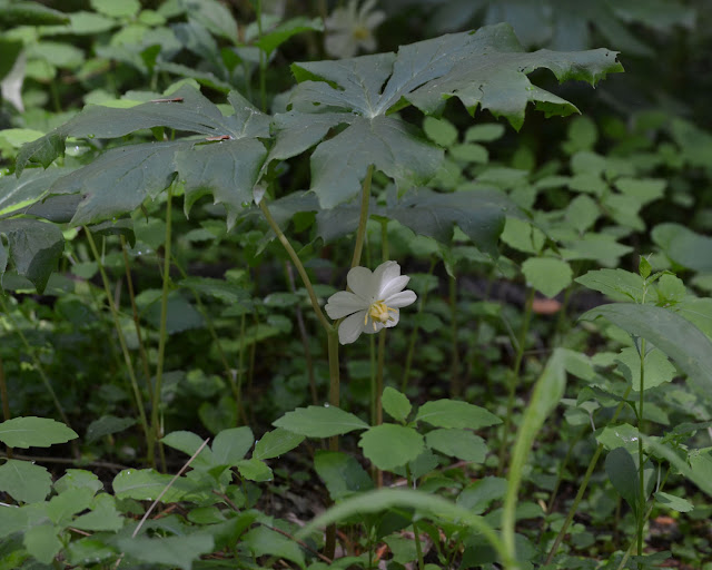 Woods Walks and Wildlife: May 2011