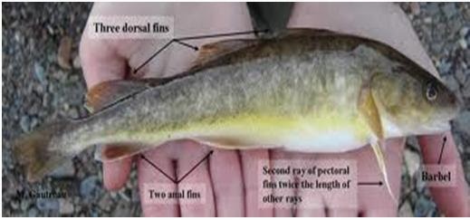 Klasifikasi Ikan Tomcod