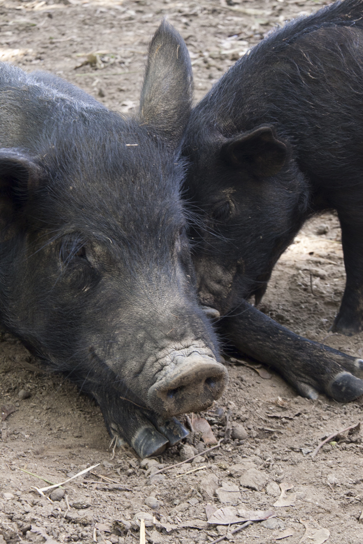 Lucent Moments: Abandoned in Harpers Ferry