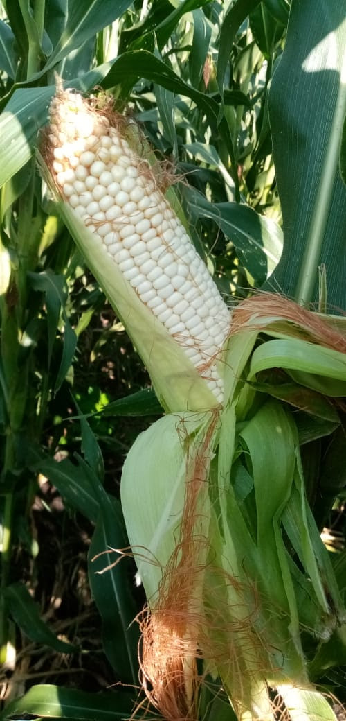 Elotes muy grandes, logra Agricultura Sustentable en Pajacuarán - RED113