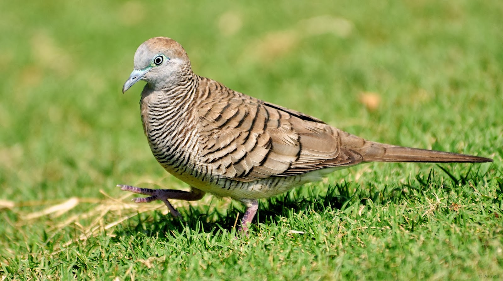 HI - Zebra Dove