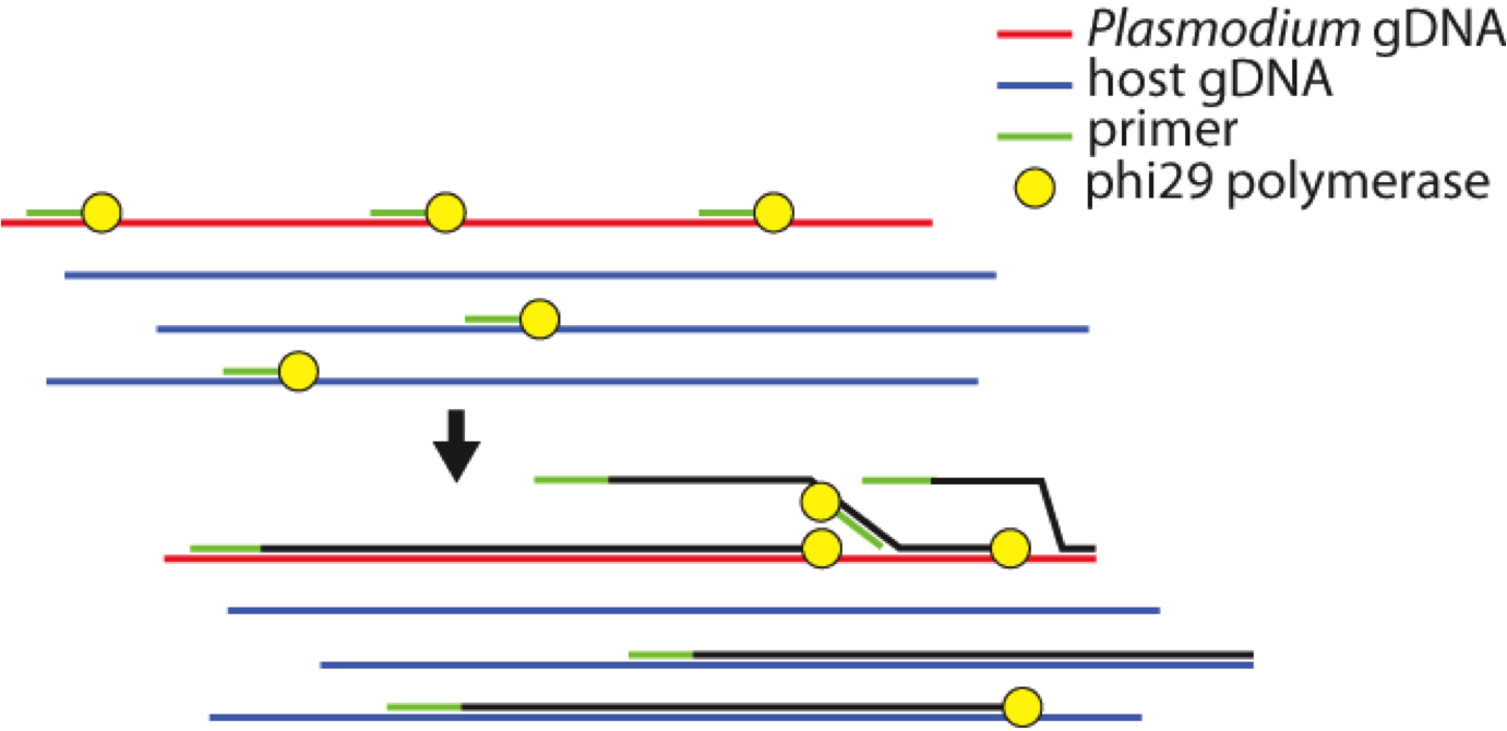 Selective Whole Genome Amplification (SWGA): Introduction