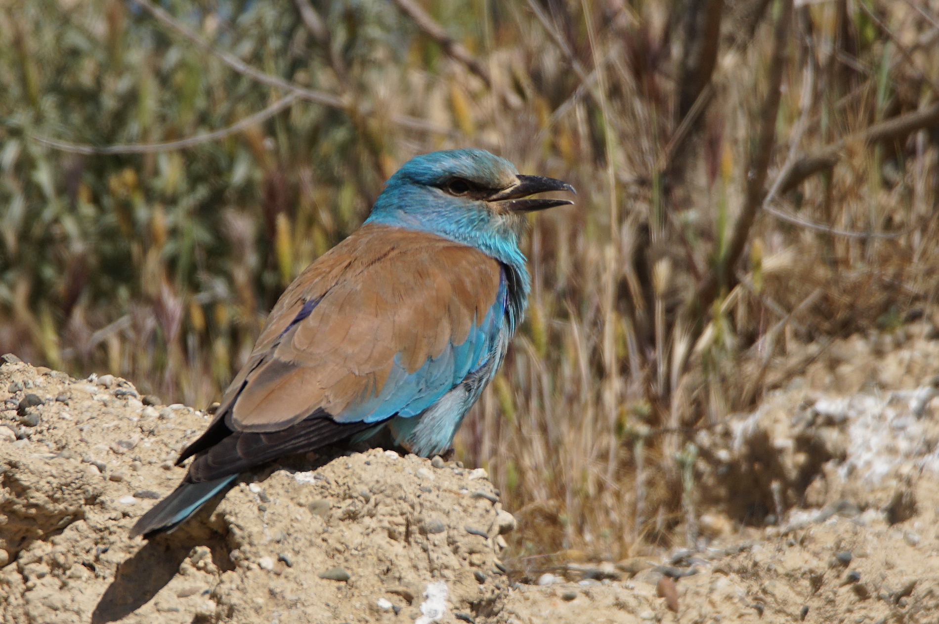 Pasión por las aves: Carraca europea,(Coracia garrulus)