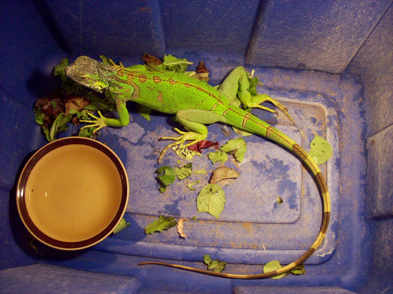 hewan-purba2016: iguana white poop Images