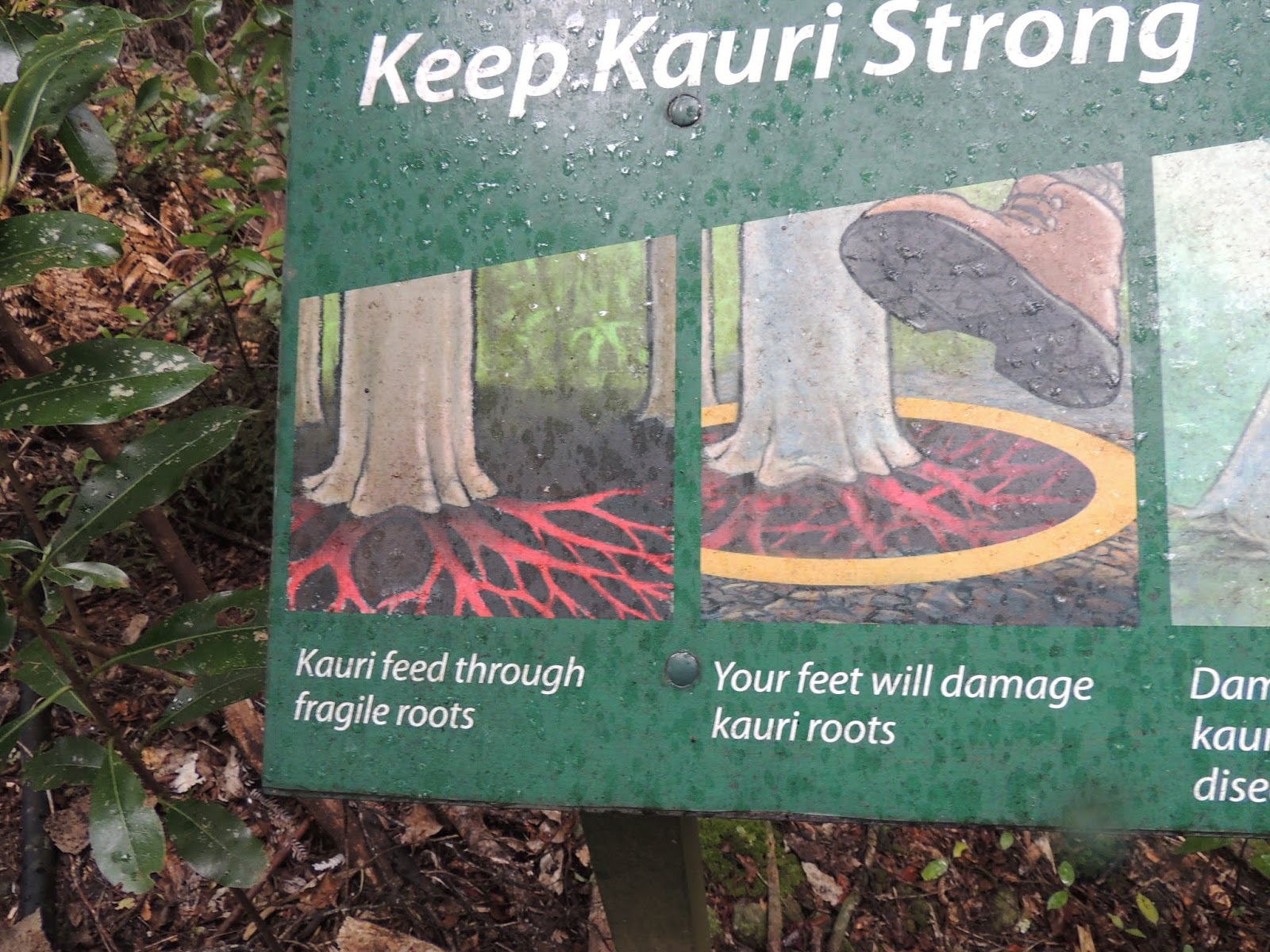 THE ROAD TAKEN : Trounson Kauri Park