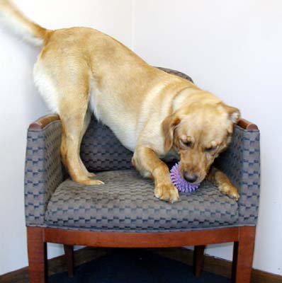 Reactive Champion: Sarah Kalnajs Seminar: Distance-Increasing Signals