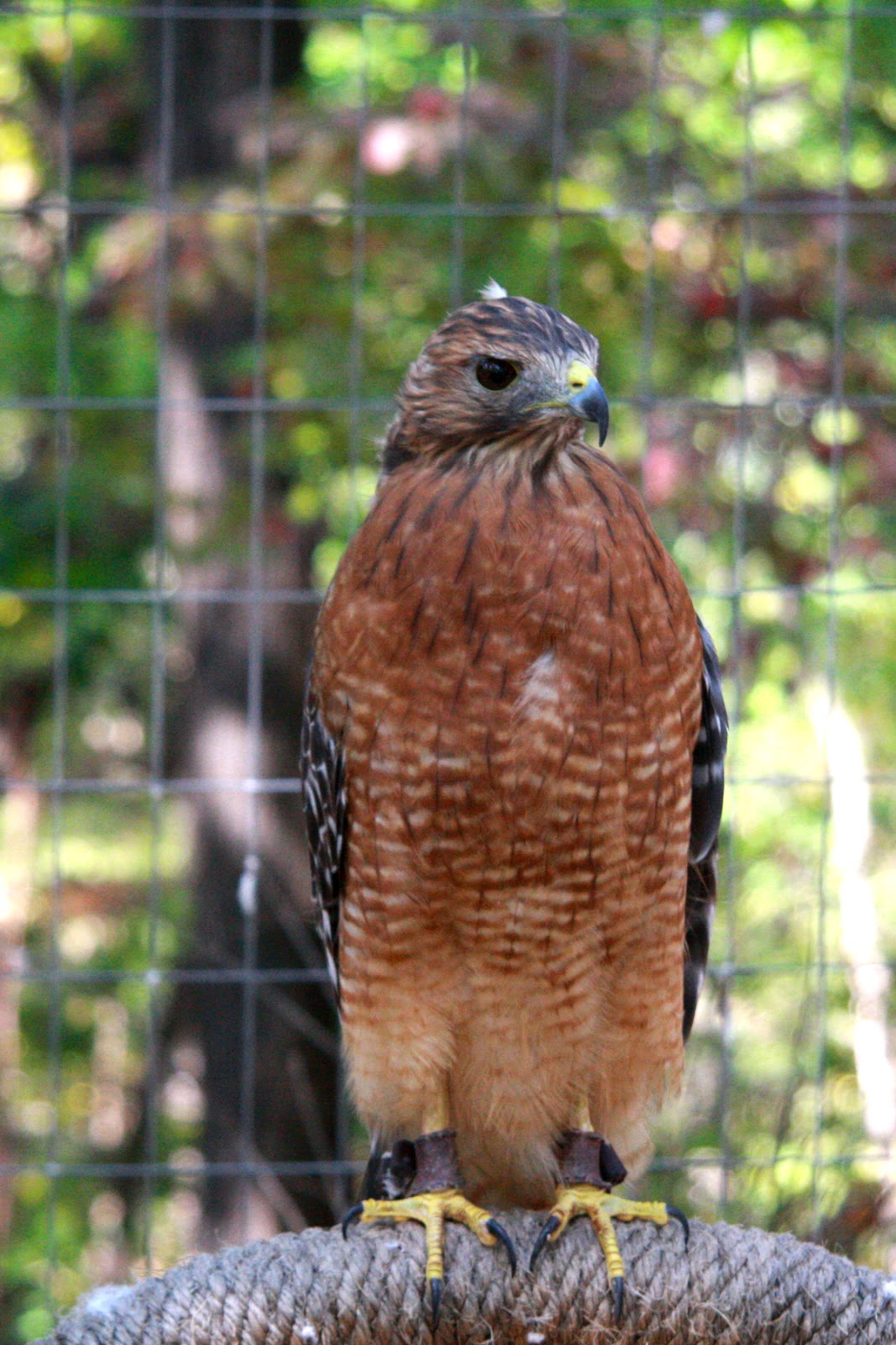 World Bird Sanctuary: North by Northeast