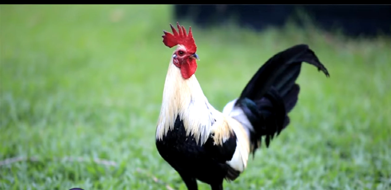 Bakit nga ba mahalaga ang selection at culling sa pagbri-breed ng manok ...