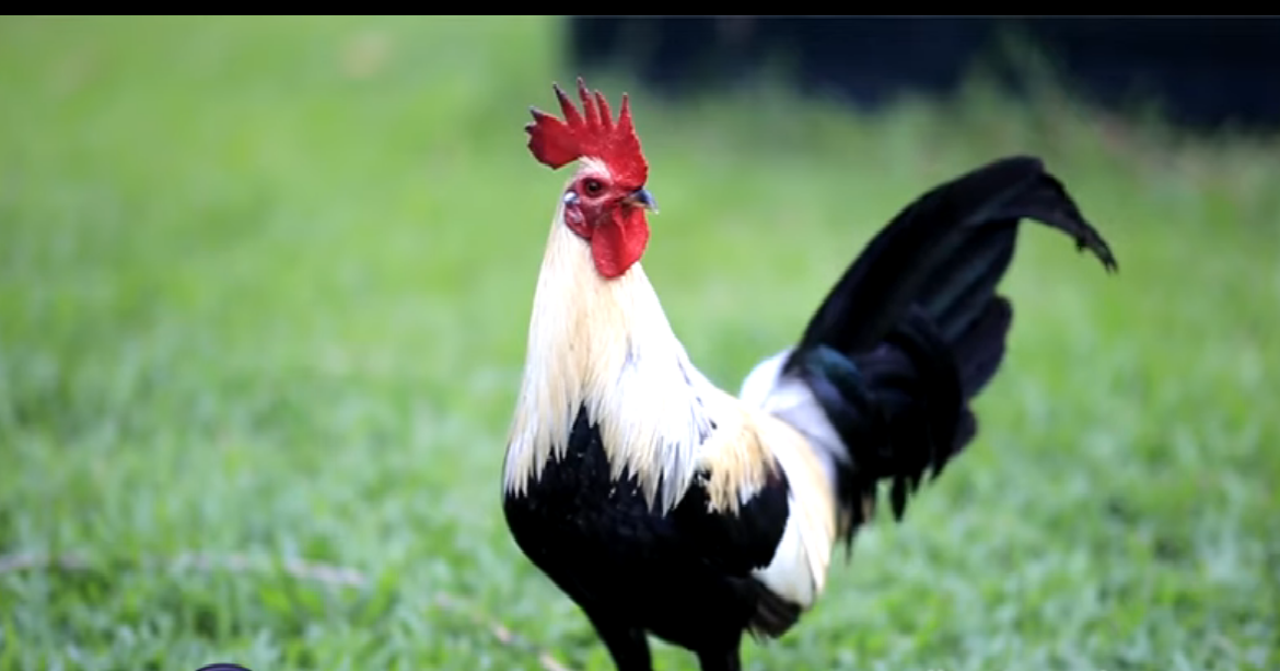 Bakit nga ba mahalaga ang selection at culling sa pagbri-breed ng manok ...