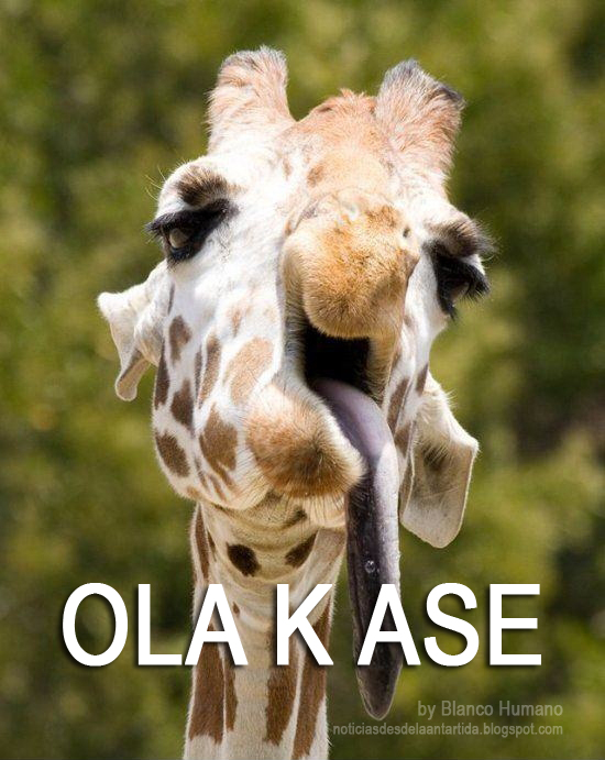 Noticias desde la Antártida: OLA K ASE