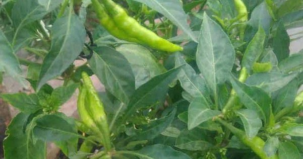 Cultivation of Chilli - Sphorticulture