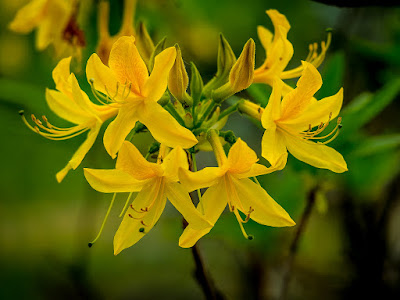 Rhododendron luteum - Yellow azalea care and culture | Travaldo's blog