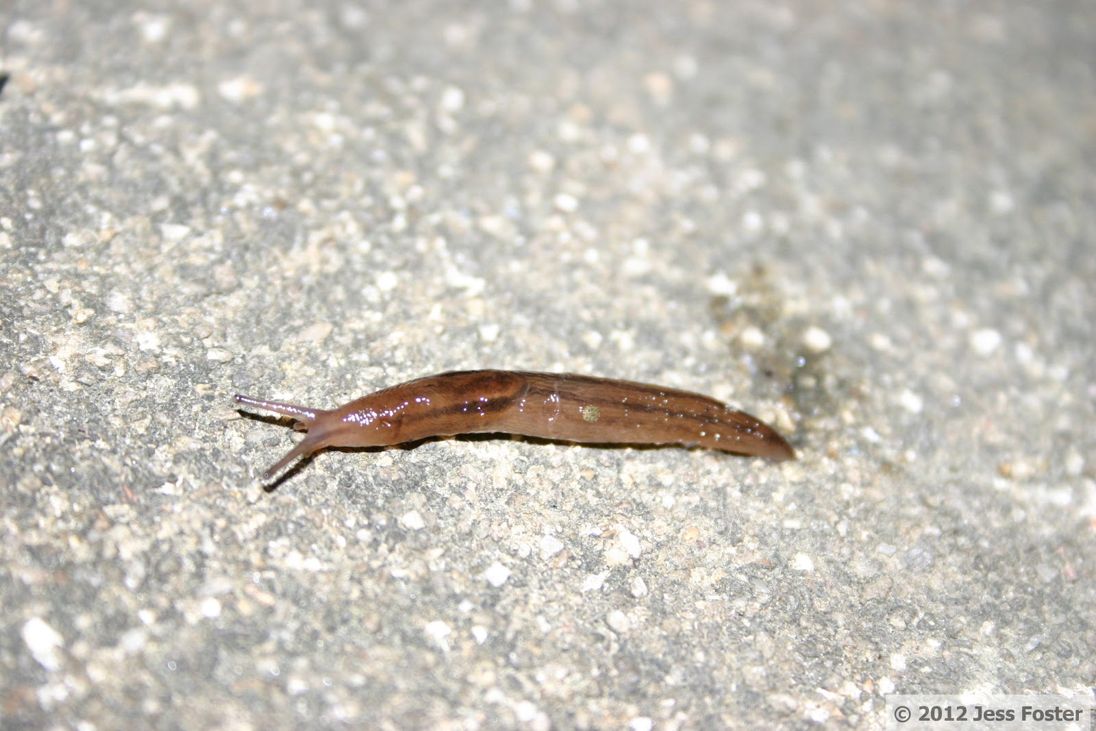 Sluggin' Along: Infected Slugs: Case #2