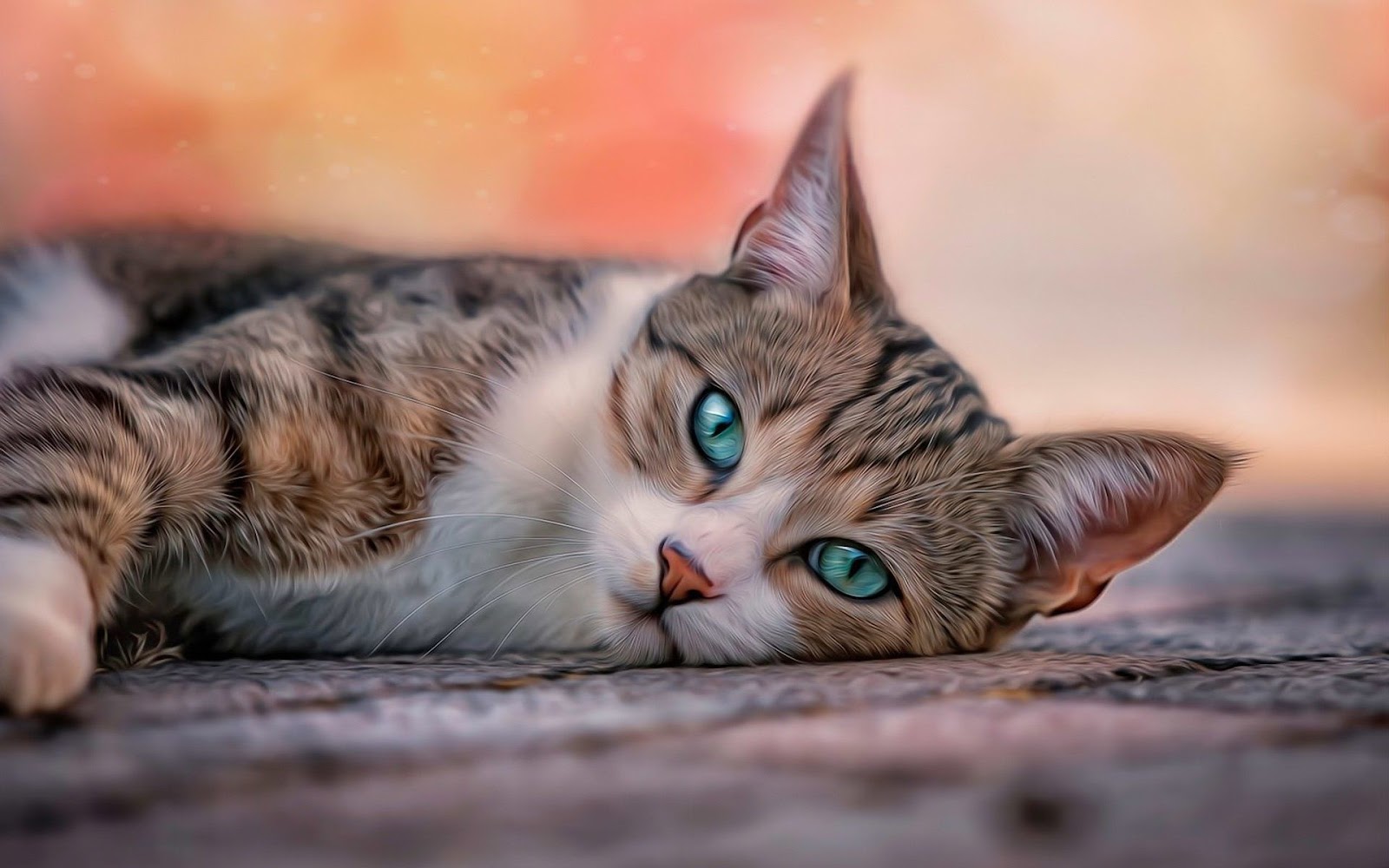 Cute Cat Wallpaper HD + For Android And Desktop