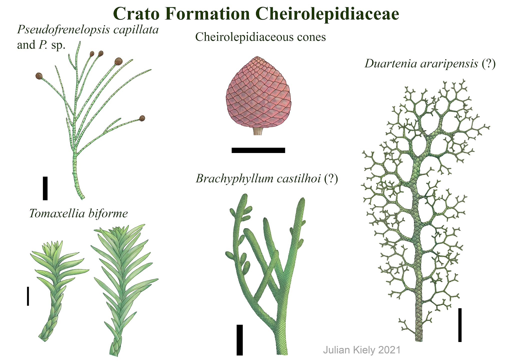Conifers of the Crato Formation