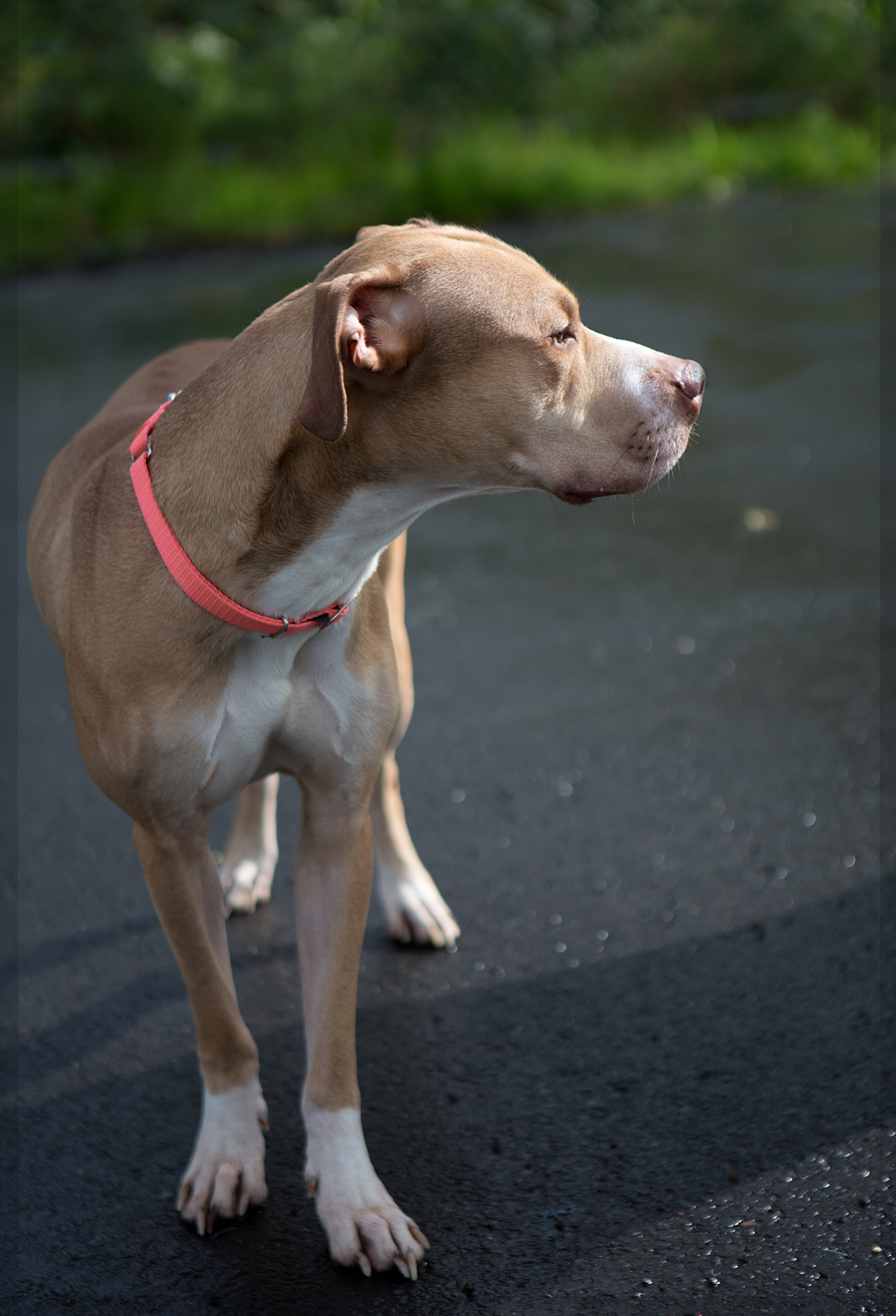 Shelter Dogs of Portland: "CHEERIO" handsome tall (too lean) Pitbull