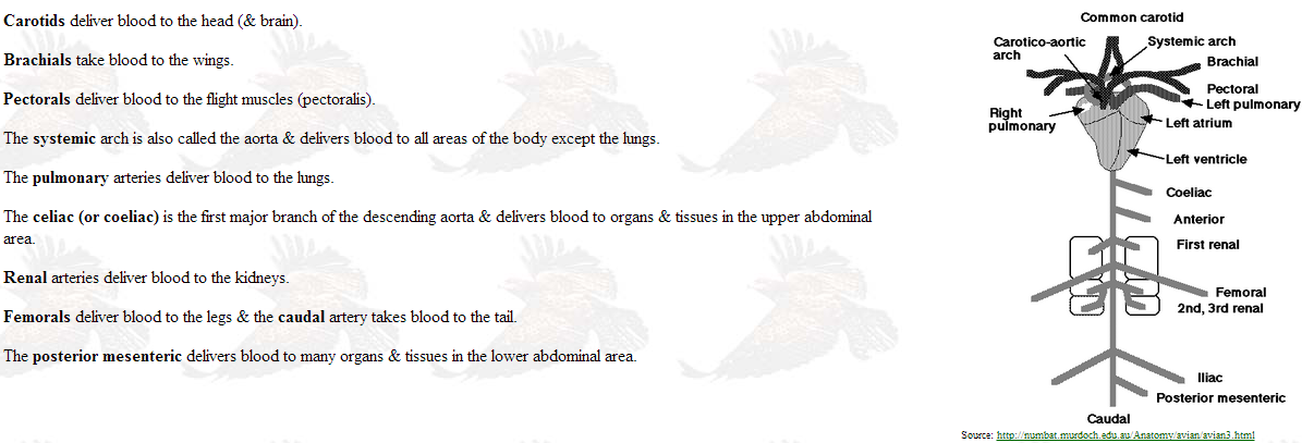 Animal Science Chicken Dissection: Cardiovascular System