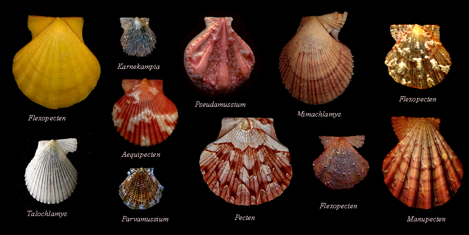 MALACOLOGÍA MEDITERRÁNEA: Pectinidae del Cabo de Palos