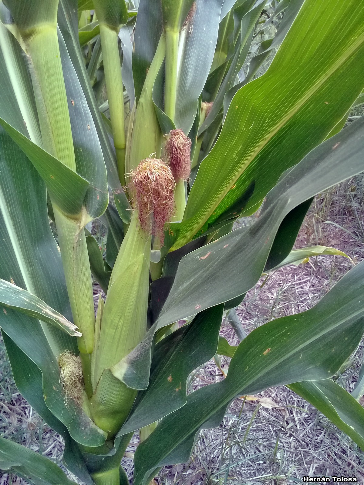 Flora Bonaerense: Maíz (Zea mays)