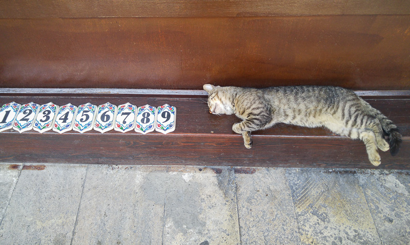 carola bARTz: Istanbul Kedisi - Cats of Istanbul
