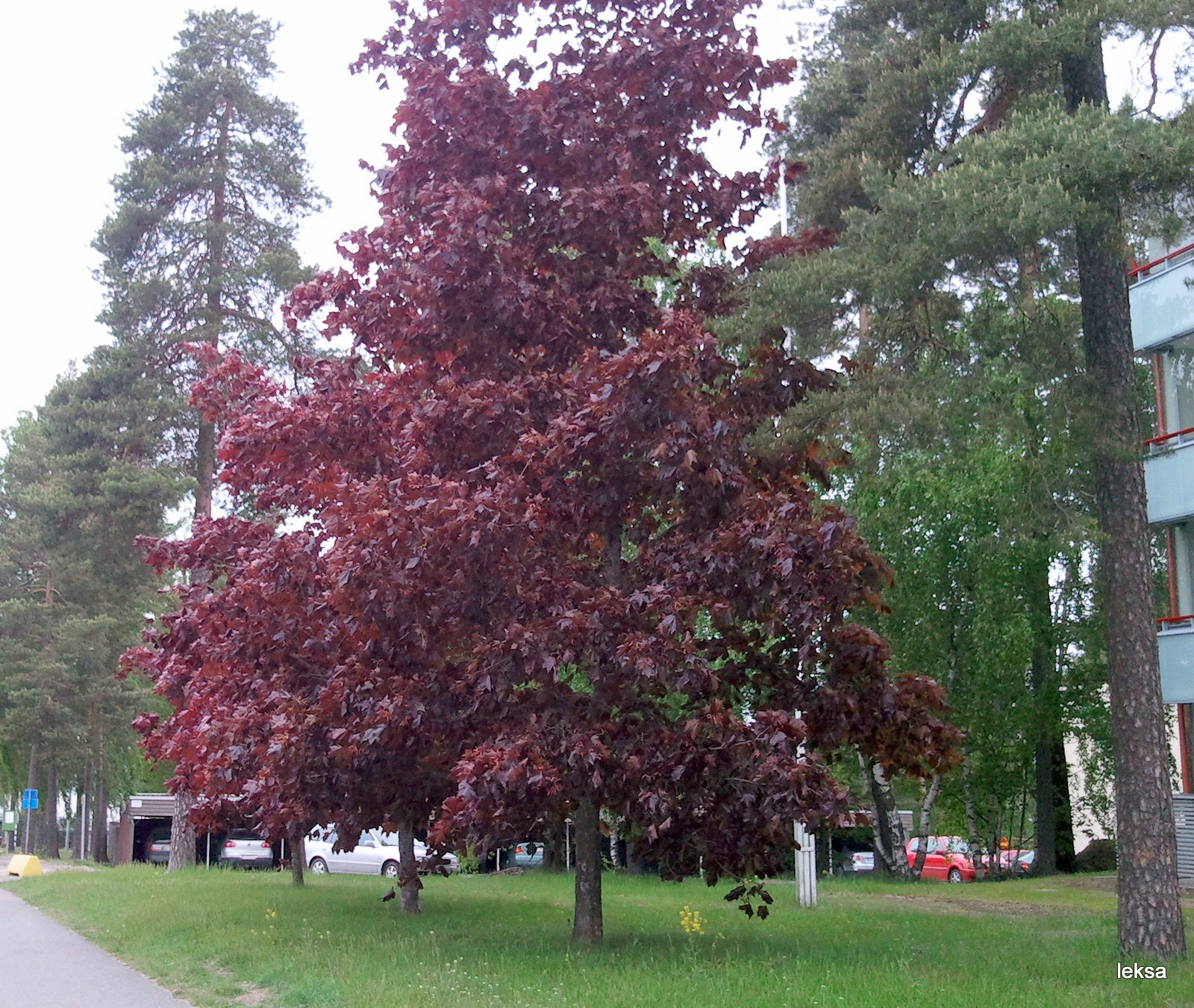 Keskustelu - Mikä lehtipuu? Puna-violetit lehdet, muistuttaa vaahteraa ...