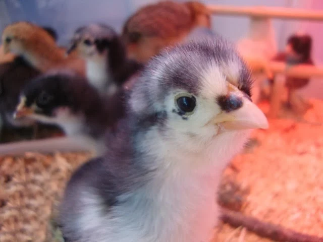 Coccidia + Coccidiosis | Natural Prevention and Treatment for Chicks ...