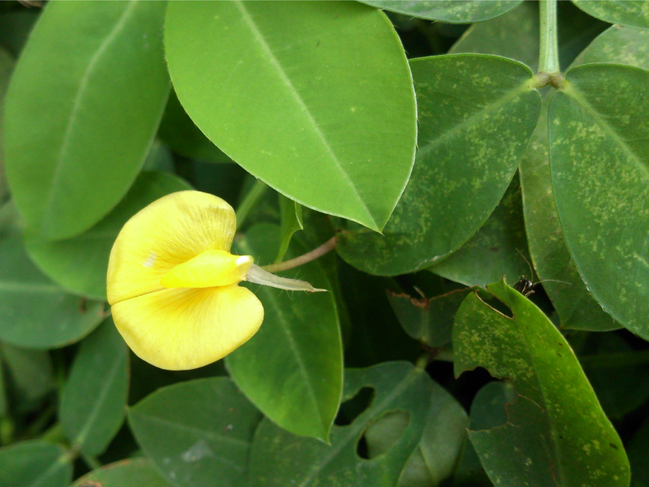 Arachis pintoi