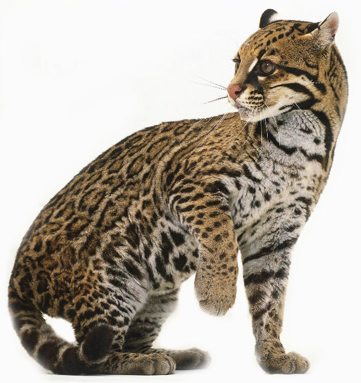 Fantastica Animal: Ocelot Cat