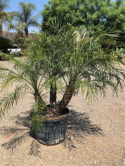 Gregory Palm Farms : PYGMY DATE PALMS WITH TRIPLE TRUNKS!! COME AND ...