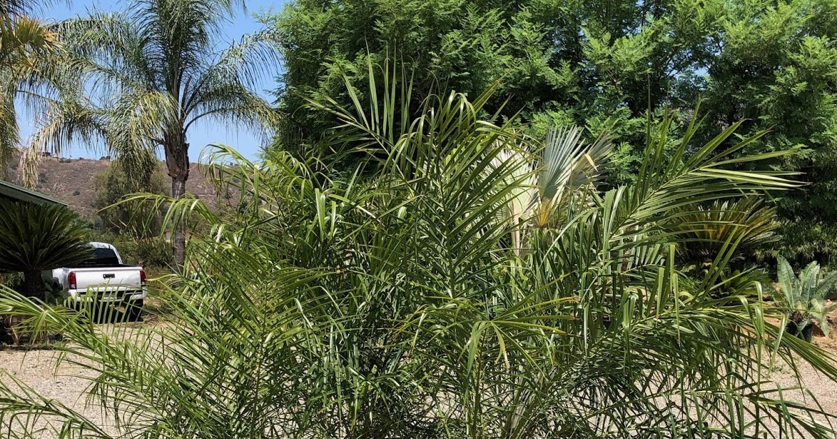 Gregory Palm Farms : PYGMY DATE PALMS WITH TRIPLE TRUNKS!! COME AND ...
