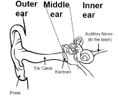 Simple ear diagrams | Ear diagram with labels | Inner ear diagram ...